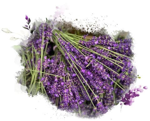 Our Story | Cape Clear Lavender